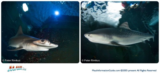 Shark Dive Maui - Maui Information Guide