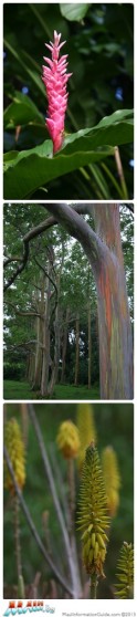 Top Hawaiian Words and Phrases - Maui Information Guide