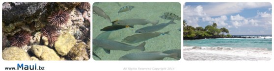 Maui Fishing Information - Maui Information Guide