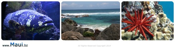 Maui Fishing Information - Maui Information Guide