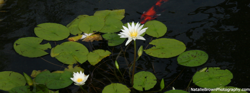 Top Hawaiian Words and Phrases - Maui Information Guide