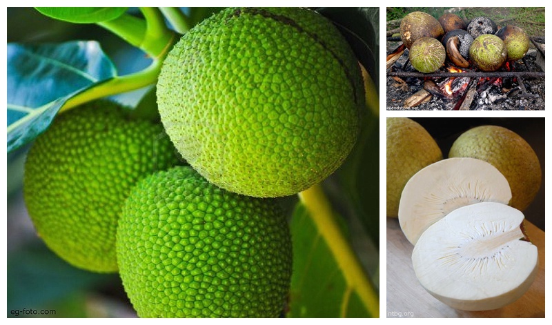 Squeeze Our Melons - Hawaii Tropical Fruit Guide - Maui Information Guide