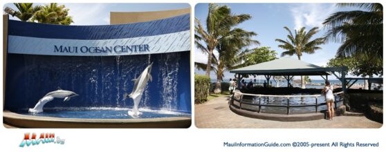 Maui Events April 2022 - Maui Information Guide
