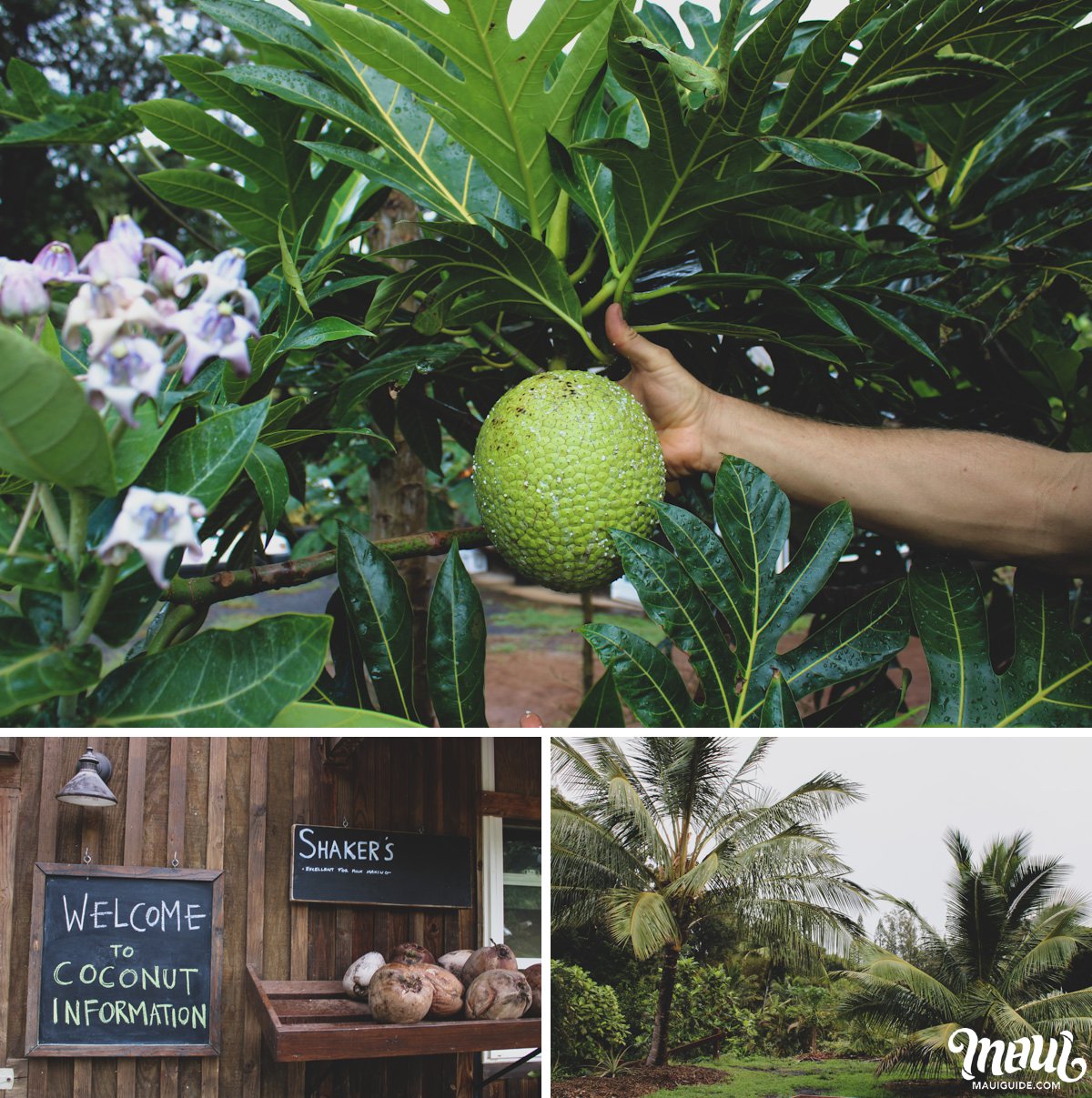 Coconut Information Farm and Cooking School