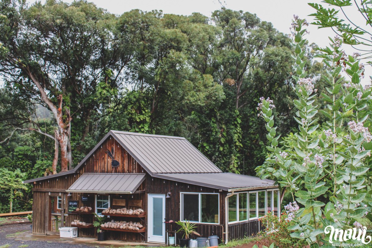 Coconut Information Farm and Cooking School