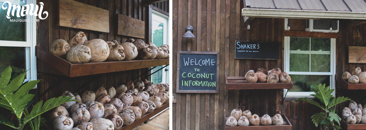 Coconut Information Farm and Cooking School