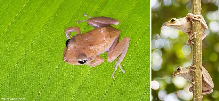 The Obnoxious Coqui Frog in Maui, Hawaii | Invasive Species