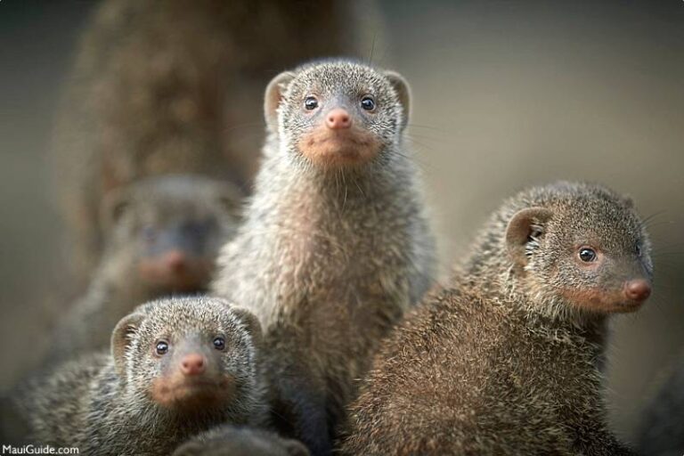 Hawaii Invasive Species - Invasive Species Across Hawaii