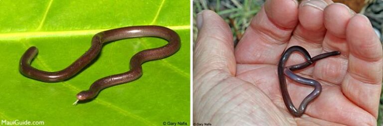 Hawaii Invasive Species - Invasive Species Across Hawaii