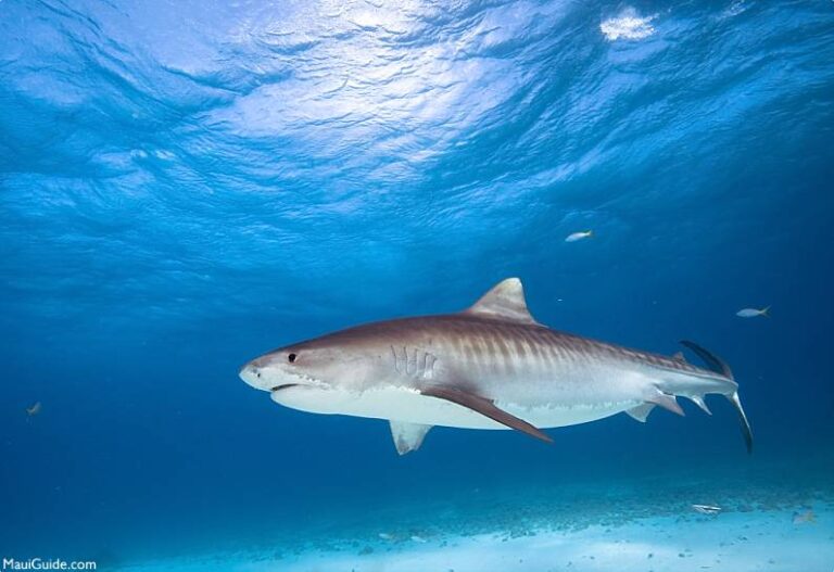 Hawaiian Sharks | Parts of a Shark and Behavior