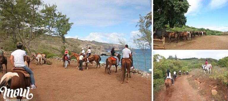 Maui Horseback Tours - Location, Information, and Recommendations