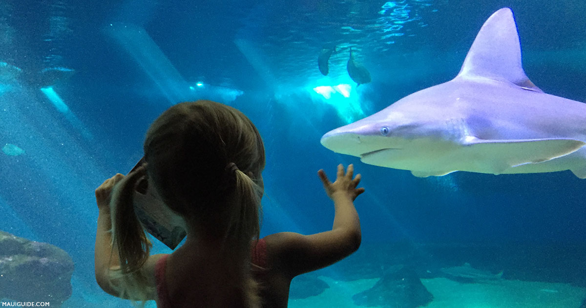 Open Ocean Maui Ocean Center