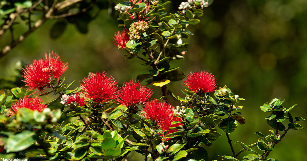 Ohia Rust in Maui, Hawaii | Invasive Species