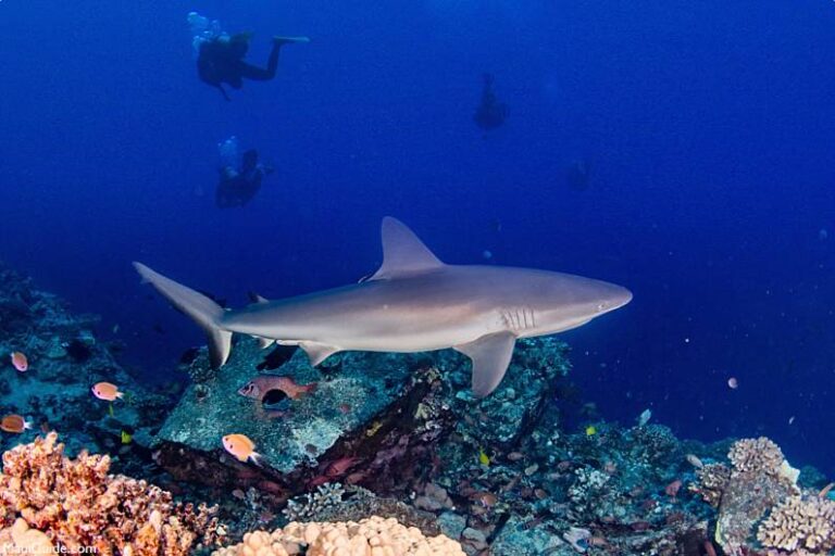 Maui Sharks | Shark Attack in Maui, Hawaii | Tiger, Reef, Mako, Bull