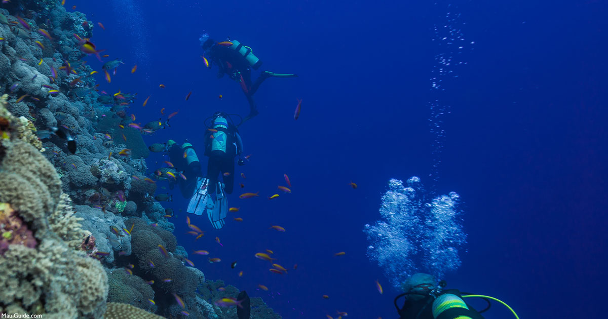 South Maui Scuba Diving - Information, Map, Photos