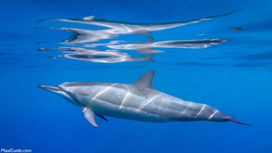 Hawaiian Spinner Dolphins off the coast of Maui and Lanai