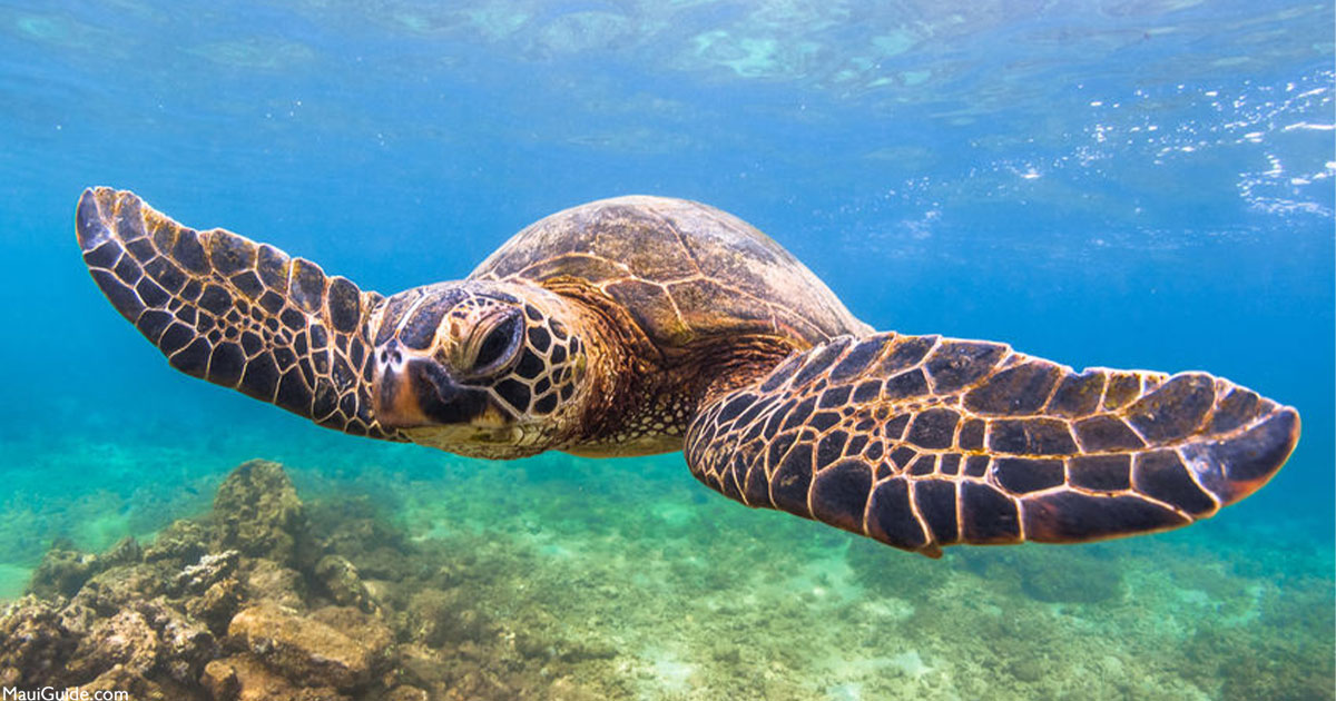 Turtle Town Maui | The 7 Species of Sea Turtles