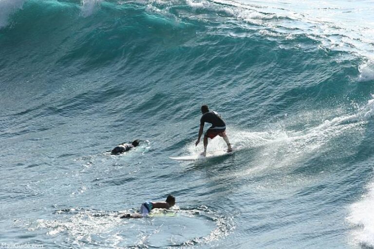 Maui Surfing | Maui Surf Schools, Rentals, Spots, Reports, Tips