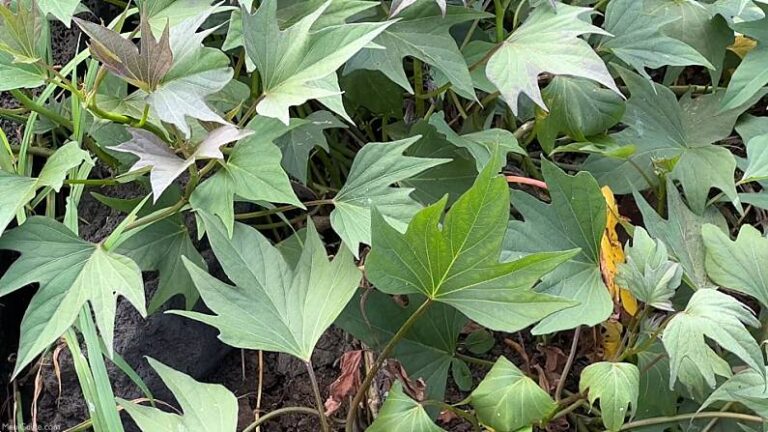 Important Polynesian-Introduced Flora - Maui Information Guide