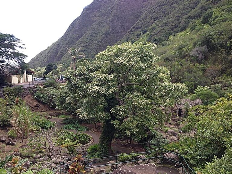 Iao Valley Information & Hiking Map - Maui Information Guide